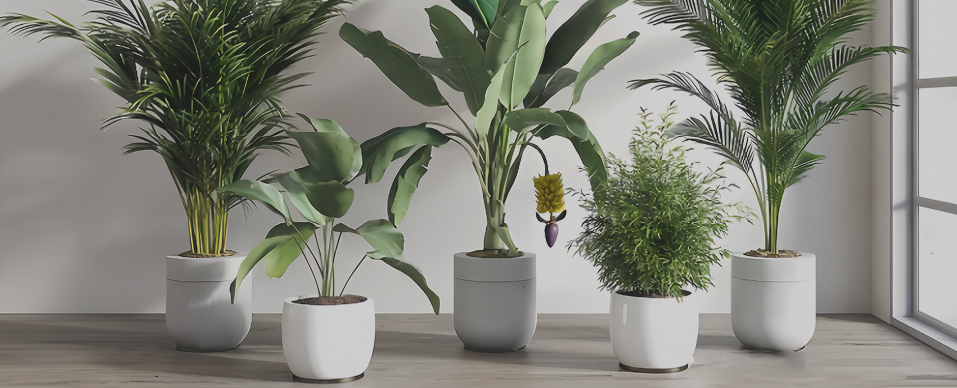 Phalaenopsis Special Planter - Large Calibre Flower Pot (Ceramic Large ...